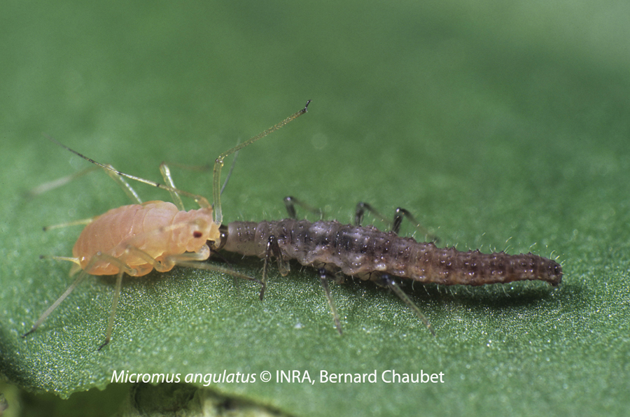 Micromus angulatus 74 adulte-C 900