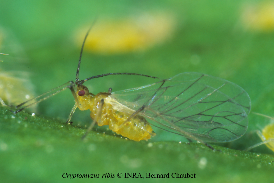 Cryptomyzus ribis 01 VL-C 900